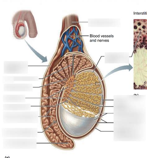 A PIILAB Week 8 Scrotum Diagram Quizlet