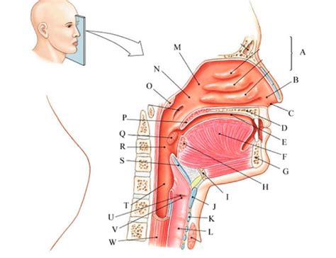 Labeled Sagittal Section Of The Upper Respiratory Structures Flashcards