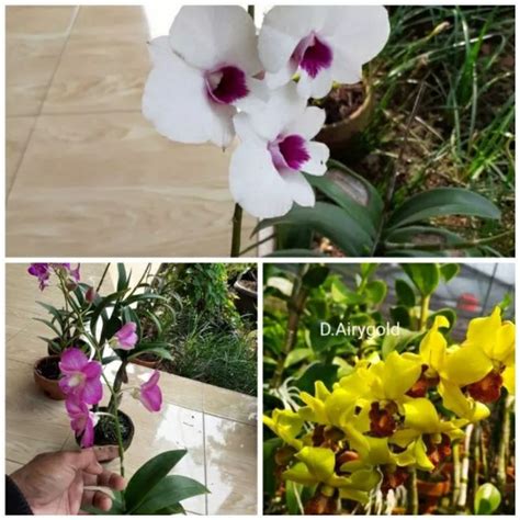 Jual Bisa Cod Promo Anggrek Paket Anggrek Dendrobium Angrek