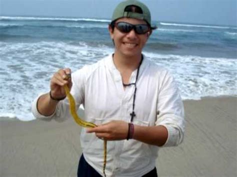 SERPIENTE DE MAR Pelamis Platurus YouTube