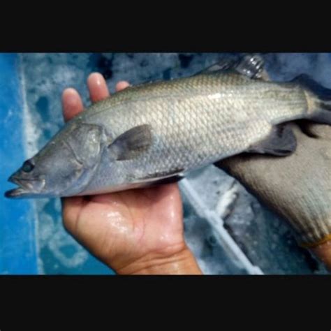 Jual Ikan Kakap Putih Baramundi Shopee Indonesia