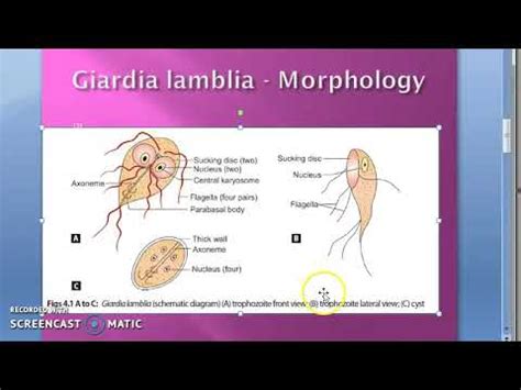 Parasitology 030 A Flagellate Protozoa Introduction Flagella Intestine