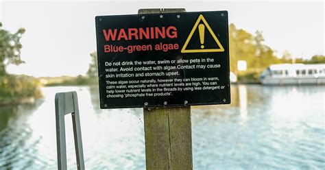 What Is Blue Green Algae And Why Is It Dangerous ASPCA