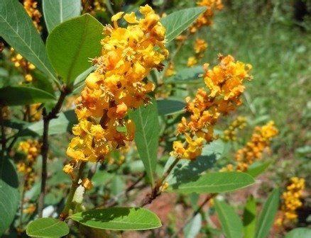 Mudas De Murici Do Cerrado Brasil Nativas Plantas Ornamentais