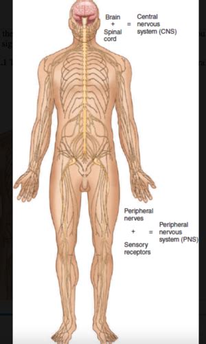 Medical Terminology Chapter Nervous System And Mental Health