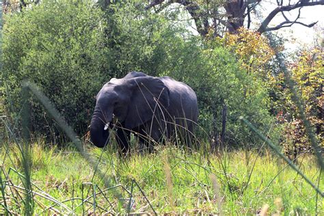 Botswana Okavango Delta Elephant I Averbuch Flickr