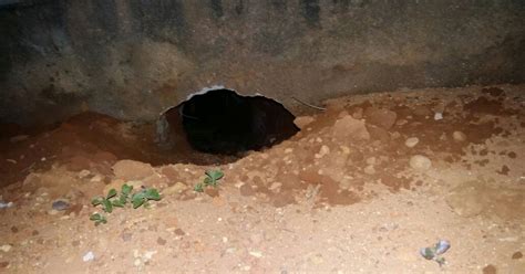 G1 Presos Cavam Buraco Em Banheiro De Cela E Tentam Fugir No