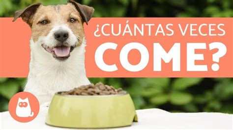 Cu Ntas Veces Debe Comer Un Perro Al D A Cachorros Y Adultos