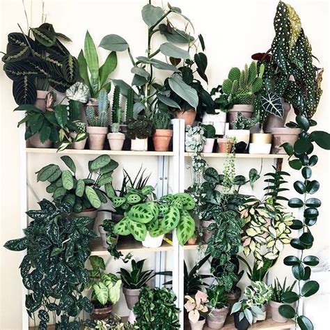 Details Imagen Macetas Con Plantas De Interior Abzlocal Mx