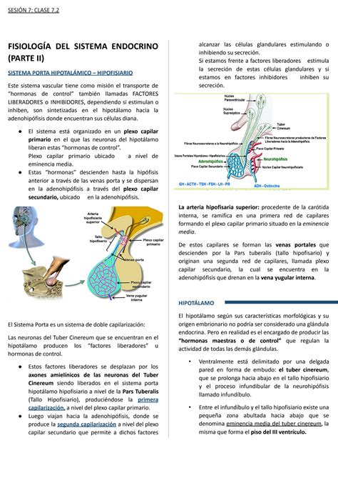 SOLUTION Sesi N 7 Clase 7 2 Fisiolog A Del Sistema Endocrino Pt 2 Docx