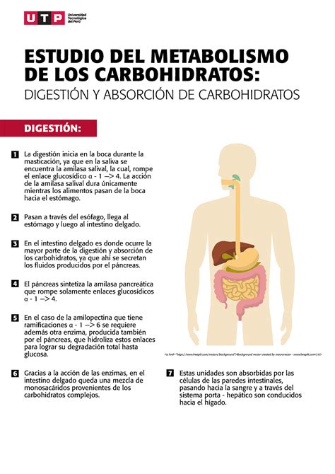Semana 2 Infografía Digestión y absorción de carbohidratos