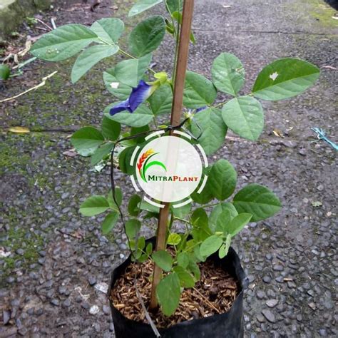 Jual Dic4Ri Bibit Tanaman Bunga Teleng Pohon Kembang Telang Tanaman