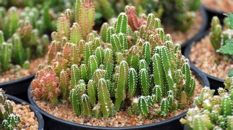Cactus castillo de hadas todo lo que tenés que saber sobre esta planta