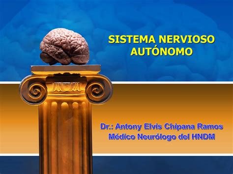 SOLUTION 15 Sistema Nervioso Aut Nomo Ii Sistemas Simp Tico Y Parasimp
