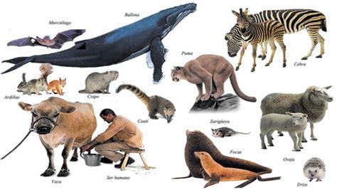 Cuáles son las Características de los Mamíferos