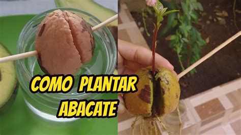 Como plantar caroço de abacate YouTube