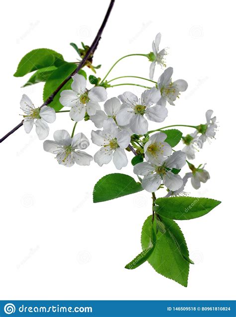 Las Ramas De La Cereza De Florecimiento Con Follaje Floraci N Del Rbol