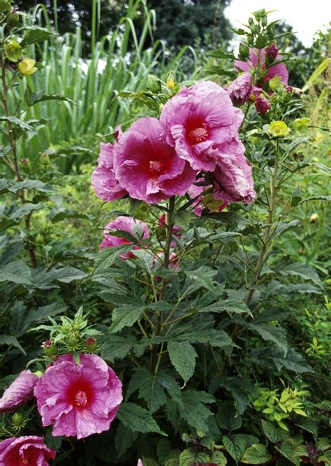 Hibiscus X Moscheutos Flemings Plum Crazy Hardy Hibiscu SiteOne