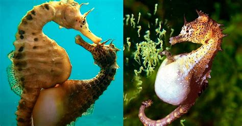 Caballito De Mar La Especie Mon Gama En La Que El Macho Cumple Un
