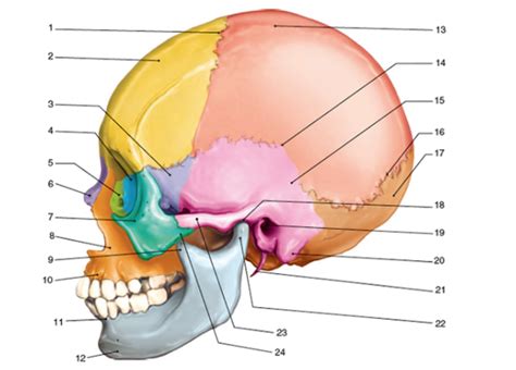 Skull Lateral View Part Diagram Quizlet
