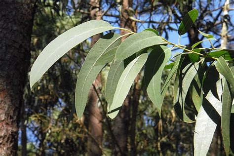 Eucalipto conoces los increíbles beneficios de esta planta medicinal