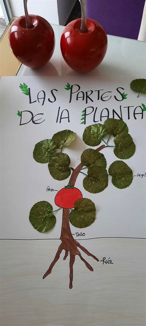 Cartelera F Cil Con Las Partes De La Planta Para Ni Os Escolares