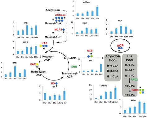 Differential Expression Of Genes Involved In The Fatty Acid