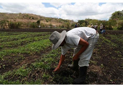 Familias Campesinas Protagonizan Esfuerzos Para Cuidar La Madre Tierra