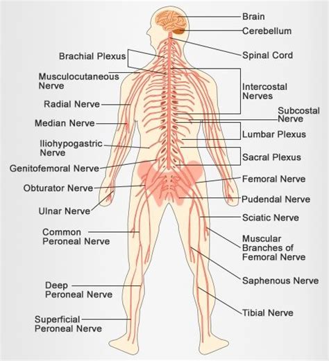 Human Nervous System Diagram Nervous System Diagram Human Body