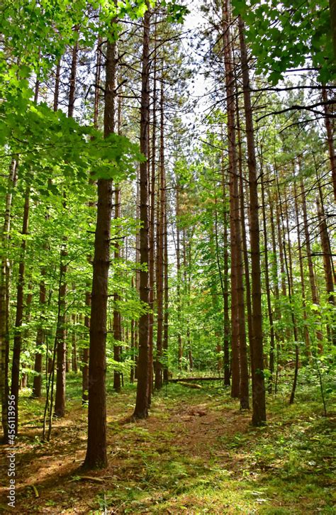 Fototapeta sosna natura ścieżka drzewa park Dekowizja pl