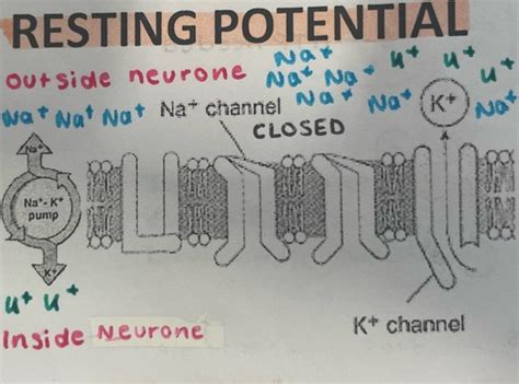 The Action Potential Flashcards Quizlet