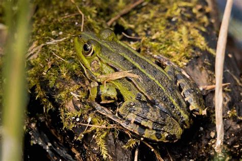 Unique Characteristics Of Frogs Wildlife Informer