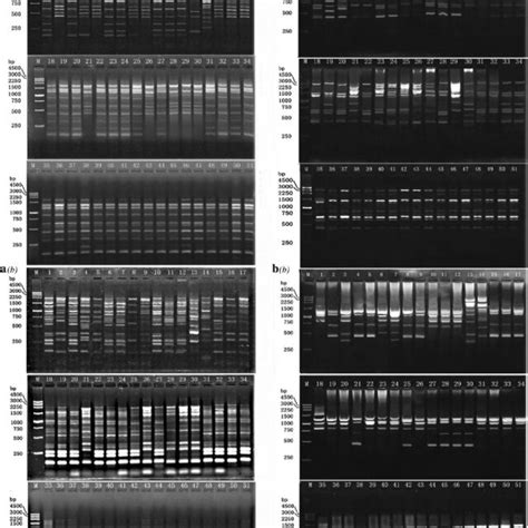 amplification products generated from tested strains with different