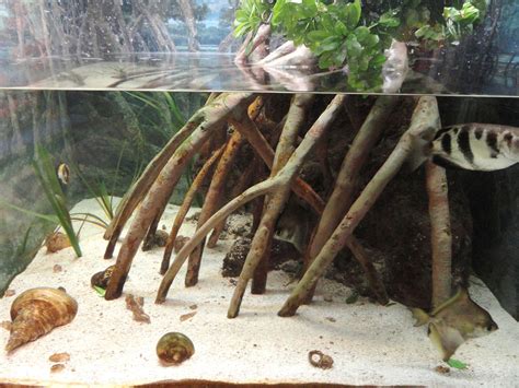 Mangrove Aquascape Guide To Creating A Natural Looking Mangrove Aquascape