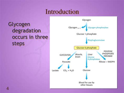 PPT Lecture 8 Glycogen Metabolism PowerPoint Presentation Free