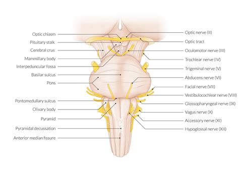 Cranial Nerves Brainstem Dorsal
