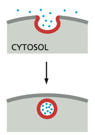 Biol Ch Flashcards Quizlet