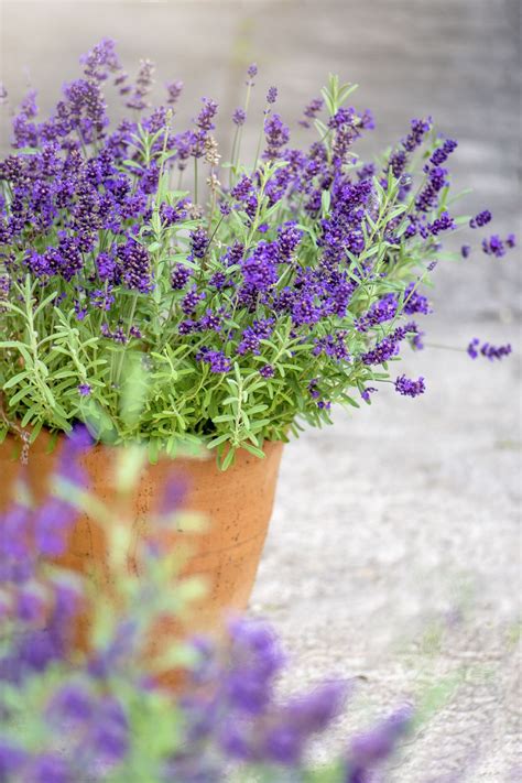 Best Shrubs For Containers 6 Plants That Experts Recommend Livingetc