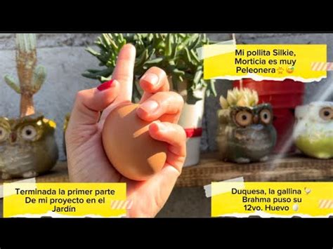 Mi Gallina Brahma Puso Su 12vo Huevo Terminada La Primer La Primer