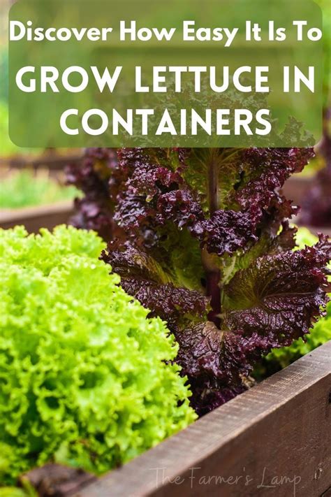 Learn To Grow Lettuce In Containers Artofit