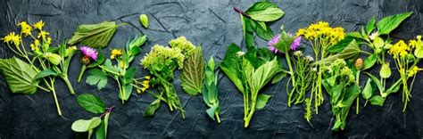 Plantas Medicinales Para Dolores Musculares Y Articulares
