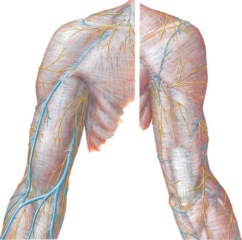 Upper Extremity Cutaneous Nerves Veins Surface Id Diagram Quizlet