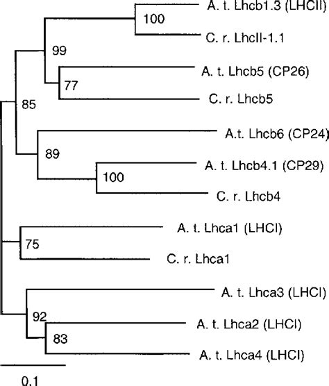 phylogenetic tree with bootstrap values of 1 000 replicates showing download scientific