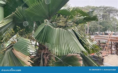 Exotic Tropical Palm Leaves Tropical Nature Green Fan Palm Leaf Pattern