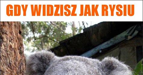 Gdy widzisz jak rysiu memy gify i śmieszne obrazki facebook tapety