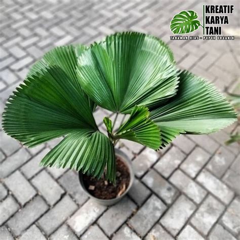 Jual Tanaman Hias Palem Kol Palem Kipas Shopee Indonesia
