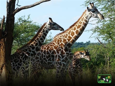 Wildlife Tours Rwanda Birding By Locals