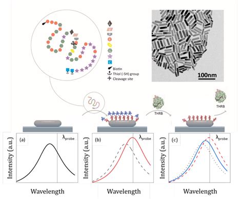 Schematic Working Principle Of The Plasmonic Proteolytic Sensor The