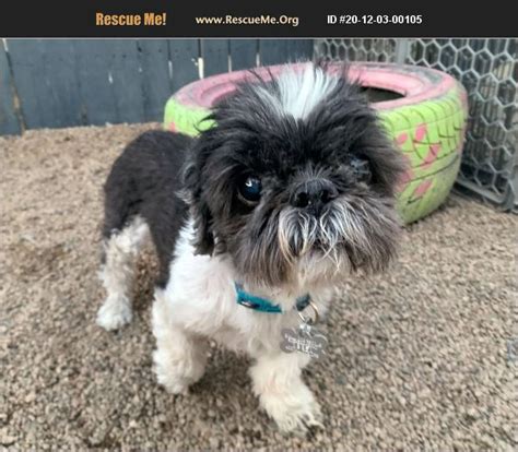 Adopt Shih Tzu Rescue Phoenix Az
