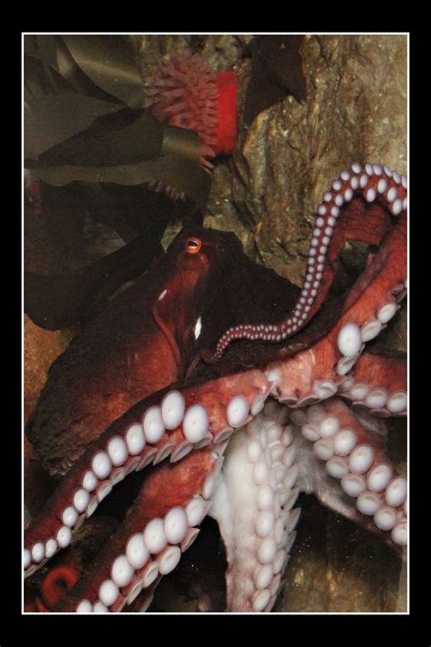 Pin On Octopus